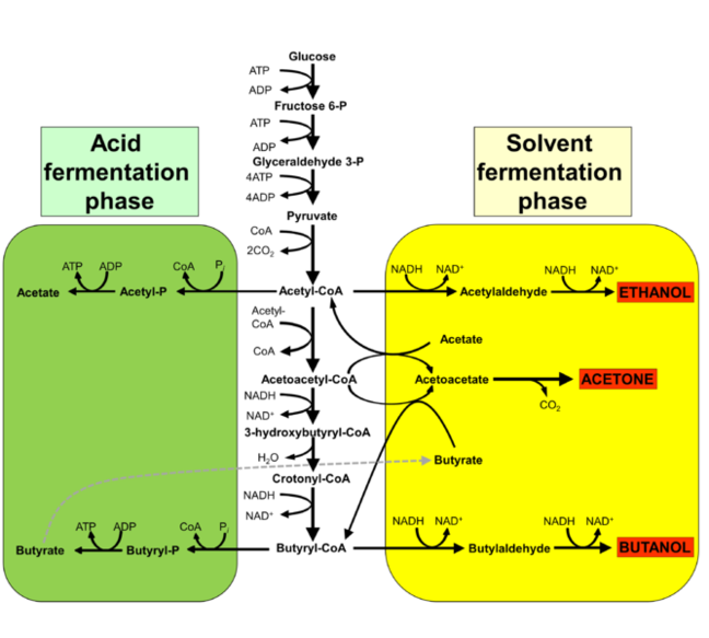 Fermentation - Open Source Ecology
