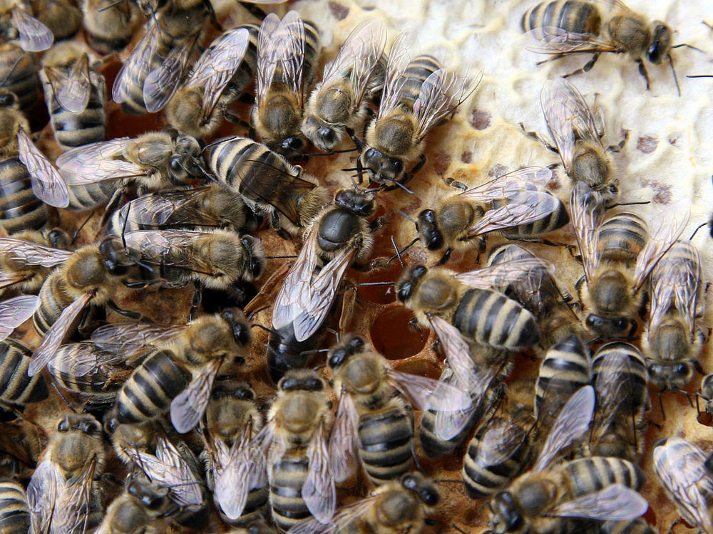 Beekeeping - Open Source Ecology