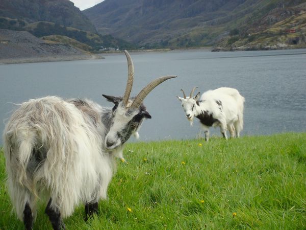 Ruminants - Open Source Ecology