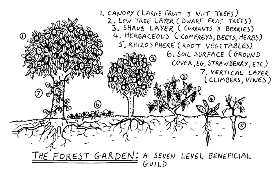 Edible Forest Gardening - Open Source Ecology